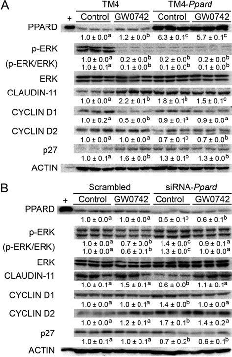 Peroxisome Proliferator Activated Receptor D Ppard Coordinates Mouse