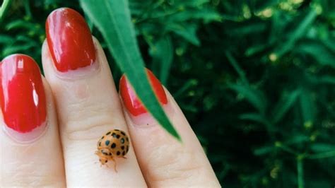 Asian Lady Beetle Bite Symptoms 18 Bug Bites And How To Identify Them Mom Com Reespomryir