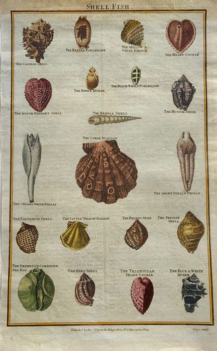 Lot Of 2 Folio Engravings By Page Shells Shellfish Catawiki