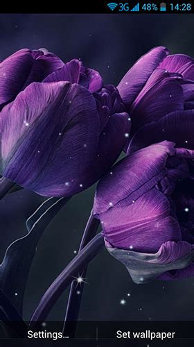 Descargar Tulips By Wallpaper Qhd Para Android Gratis El Fondo De