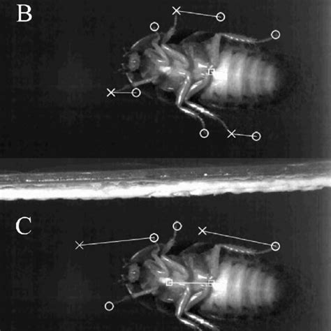 Frames Illustrating Cockroachs Gait Rectangle Geometric Centre Download Scientific Diagram