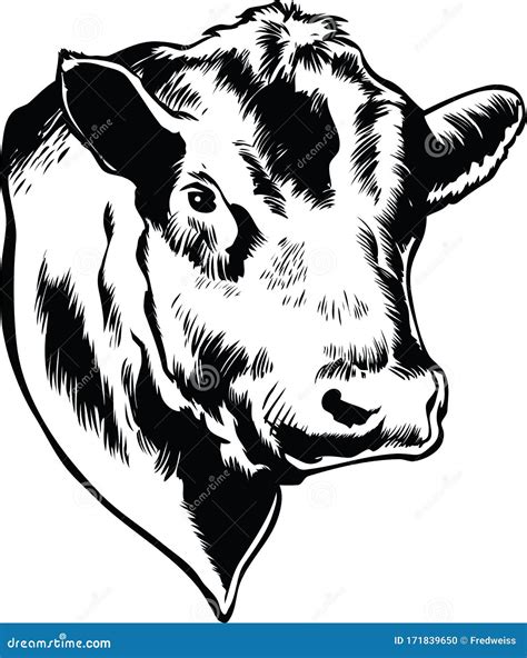 Bull Head Vector Illustration Stock Vector Illustration Of Farm Domesticated 171839650