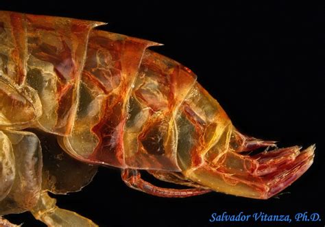 Class Crustacea Malacostraca Amphipoda Amphipods F Urban Programs