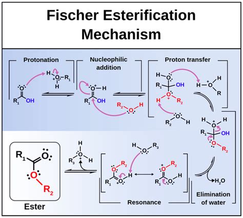 Esterification Reaction Labster
