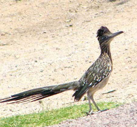 101 Best Backyard Birds Of Phoenix Arizona Images In 2020 Backyard