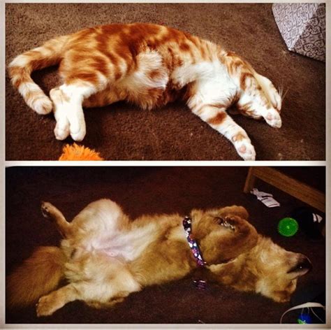 Too Much Cat Nip And Fetch Album On Imgur