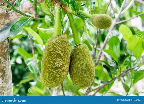 Young Jackfruit Growing On A Tree Stock Image