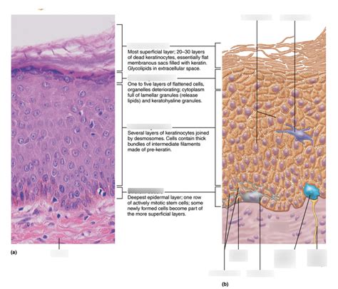 Skin Layers Diagram Quizlet