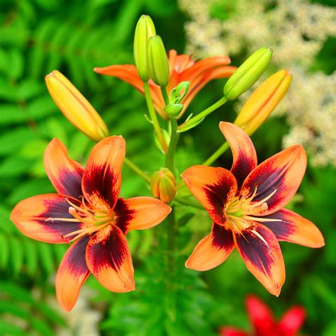 Premium Photo Lily Flower With Buds In The Garden On A Green Background