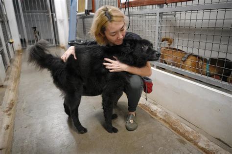 No Unified Guidelines Animal Shelters Chart Their Own Paths On Welfare