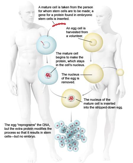 Nuclear Reprogramming Mit Technology Review