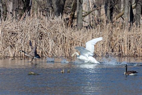 A Mute Swan Attacks A Goose Stock Image Image Of Aggression County
