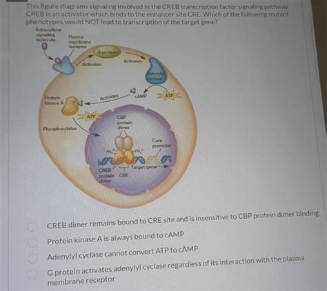 Solved This Figure Diagrams Signaling Involved In The Creb