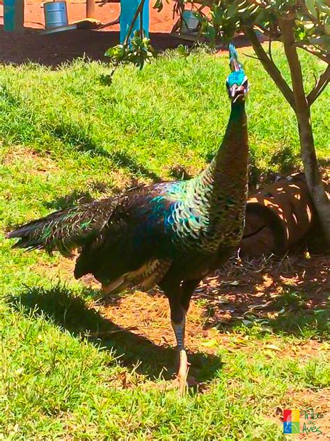 Pavão Tribo Das Aves