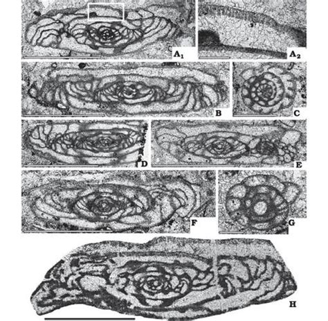 Taxonomy Nomenclature And Evolution Of The Early Schubertellid Fusulinids