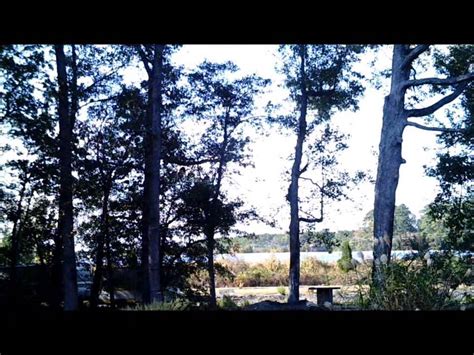 Widow Maker Tree One Youtube