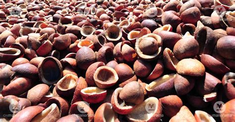 How Kerala Revived Its Lost Copra And Coconut Oil Market Disrupted Tamil