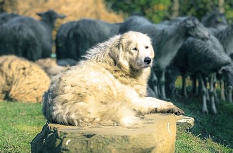 8 Best Farm Dogs For Protection And Security