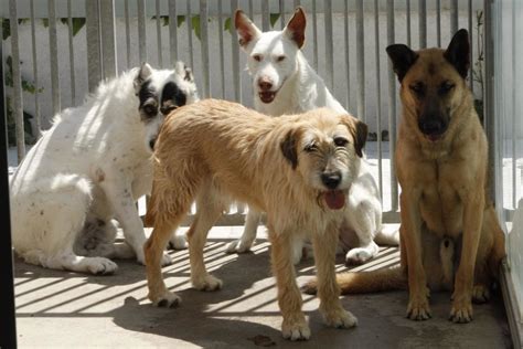 Una Treintena De Perros Del Refugio De La Protectora Pasearán Por