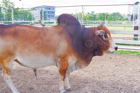 El Toro Indígena Macho Es Pardo Con Pequeños Cuernos Y Una Joroba En