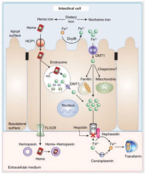 Figure 2 Scheme Of Iron Transport In The Enterocyte Absorption