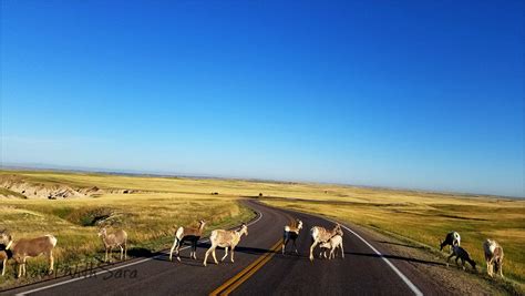 7 Epic Reasons That You Need To Visit Badlands National Park