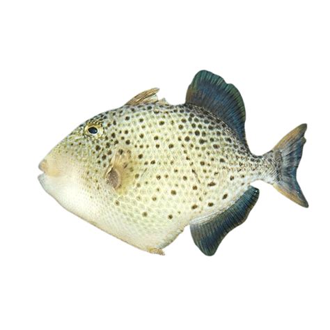 Pineapple Trigger Harrys Marine Life