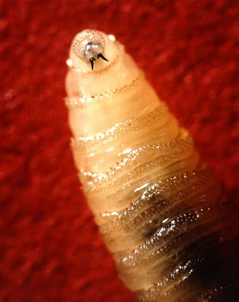 Brachycera Insect Suborder Britannica