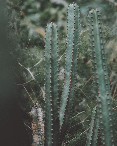 Cactus Aesthetic Wallpapers · 210 Backgrounds 🌵