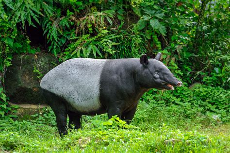 Endangered Animals In Malaysia
