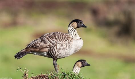 What Do Nene Geese Eat