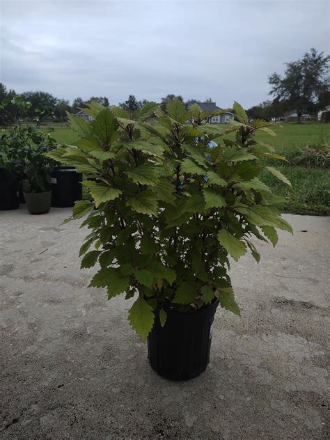 Pineapple Brandy Rcoleus