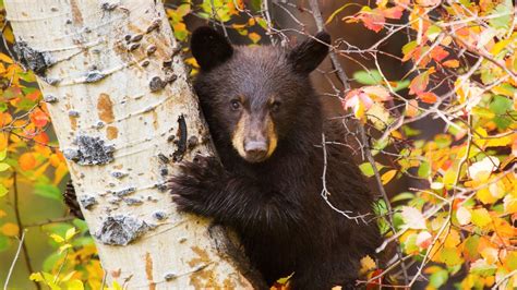 Camera Toting Tourist Harasses Bear Cub In Tetons Despite Warnings From