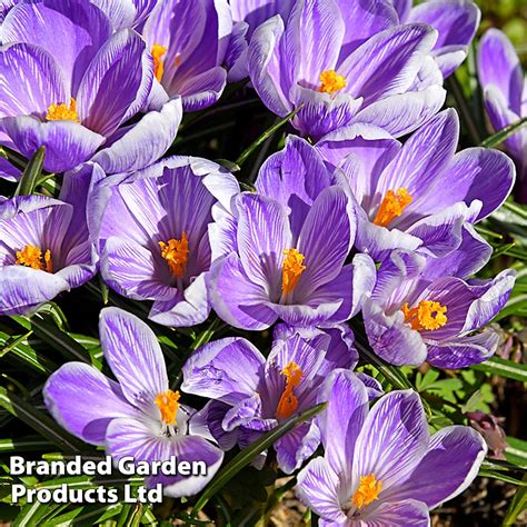 Spring Flowering Crocus Vernus Pickwick 50 Bulbs Diy At Bandq