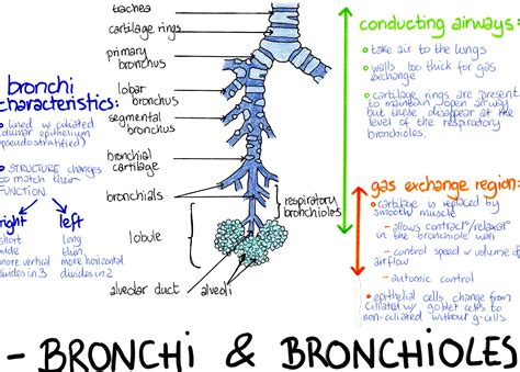 Bronchioles Definition Location Anatomy Function Diagram