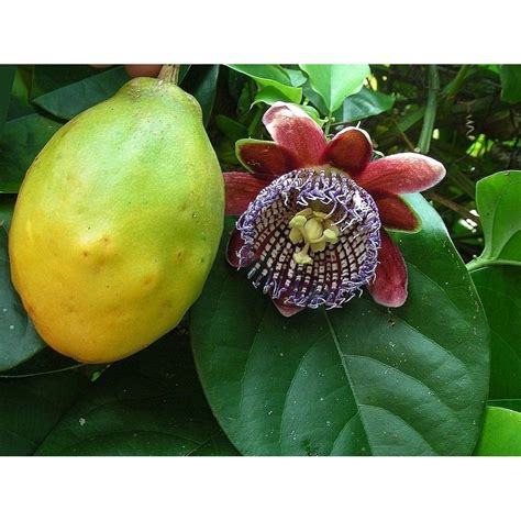 Passiflora Quadrangularis Seeds Passion Flower Passion Fruit 250€ Passiflora Quadrangularis