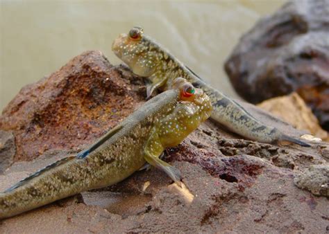 Atlantic Mudskipper Facts Diet Habitat And Pictures On Animaliabio