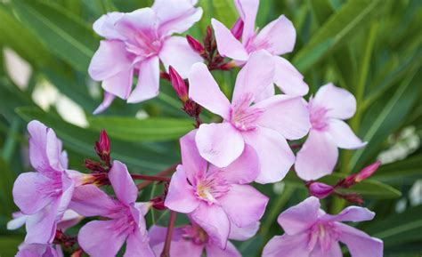 Poisonous Plants In Southern California