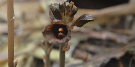 The Worlds Ugliest Flowers That You Cant Grow At Home