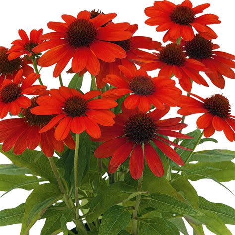 Echinacea Sunmagic Vintage Electric Orange I Pépinière En Ligne
