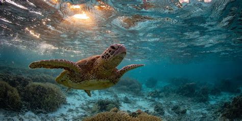 絶滅危惧種の海洋生物20｜レッドリストにある海洋生物を紹介