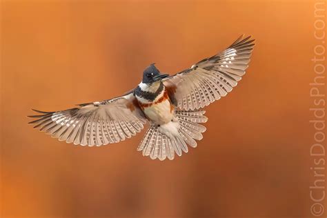 Belted Kingfisher Flying Belted Kingfisher Audubon