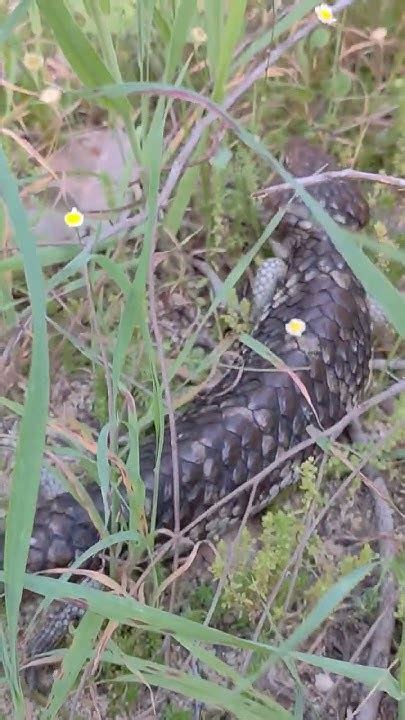 A Shingleback Lizard From Western Australia Shingleback Lizard Skink Cute Reptiles Herping