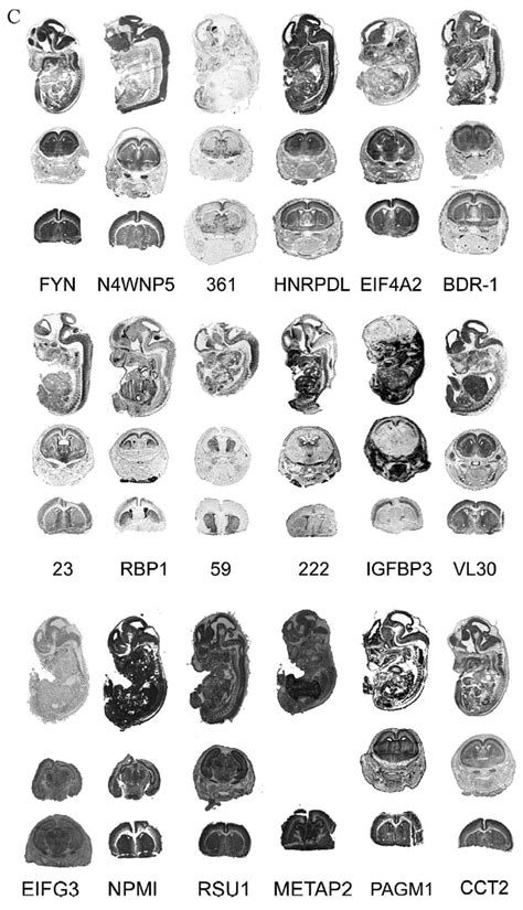 Eif4a2 Mgi Mouse Gene Detail Mgi106906 Eukaryotic Translation