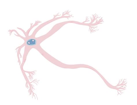 Neuron Structure Diagram Medical Science Vector Image