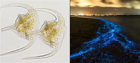 The Invisible Ocean A Dive Into The World Of Microscopic Marine Life