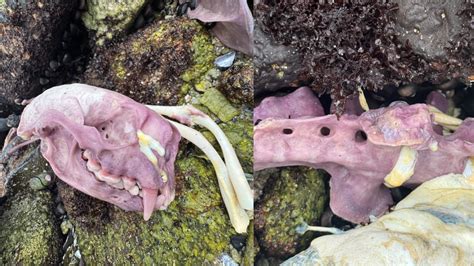 Sea Otter Bones Can Turn Purple Popular Science