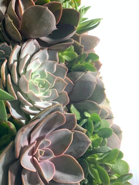 Artisan Succulent Tree Elevated Elegance For Special Moments Plant This
