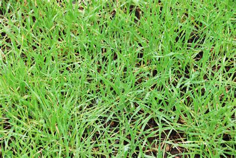 Texture Jpeg Grass Wet Background
