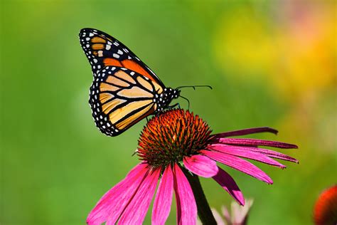 Butterfly Pictures At Joyce Haynes Blog